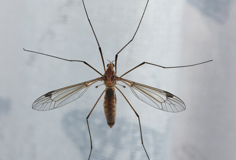 Crane Flies Explained: What They Are & Why They're Everywhere